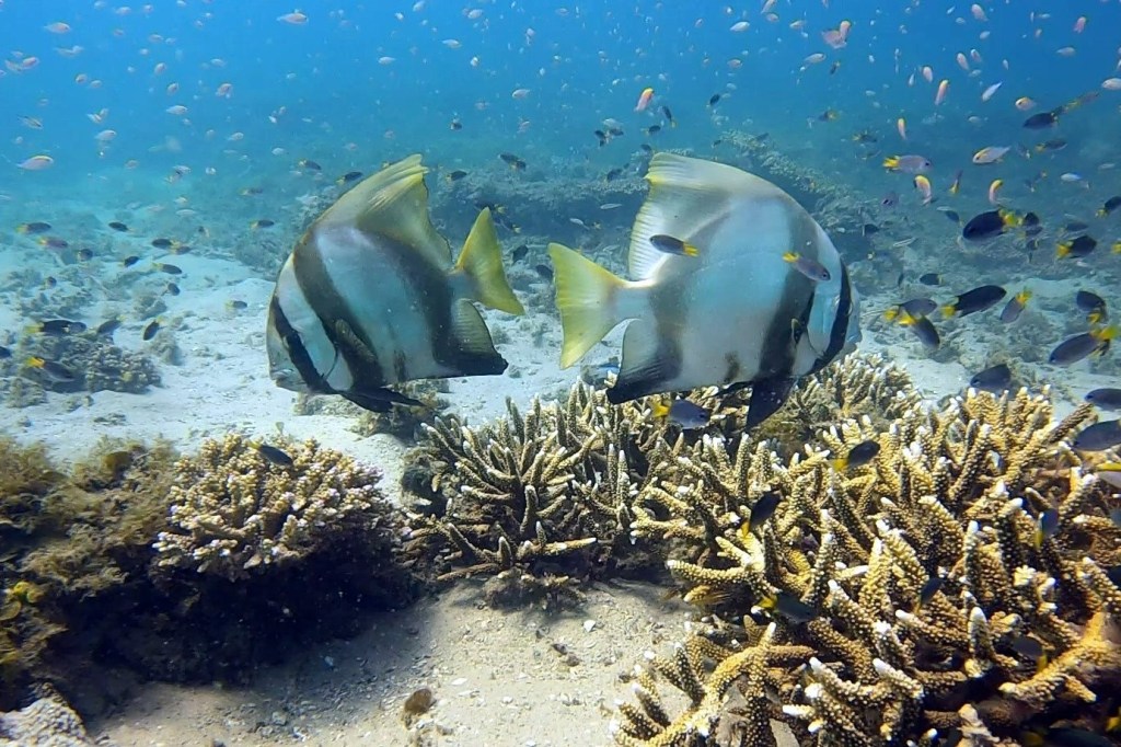 How long does it take to get scuba certified? – A Scuba Woman