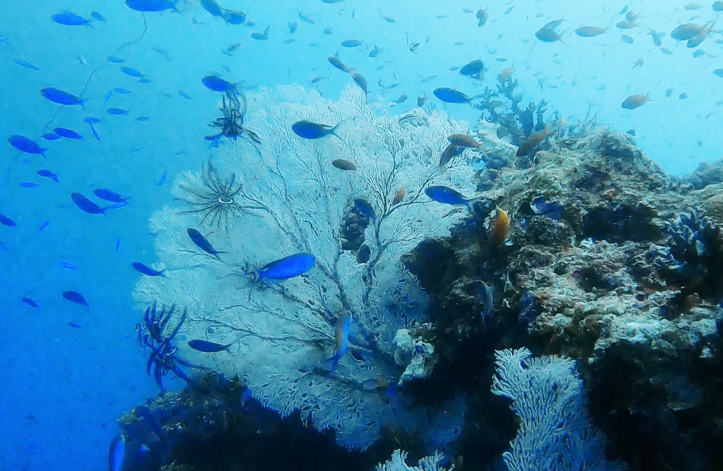 The Ribbon Reefs – Empty Nest Diver