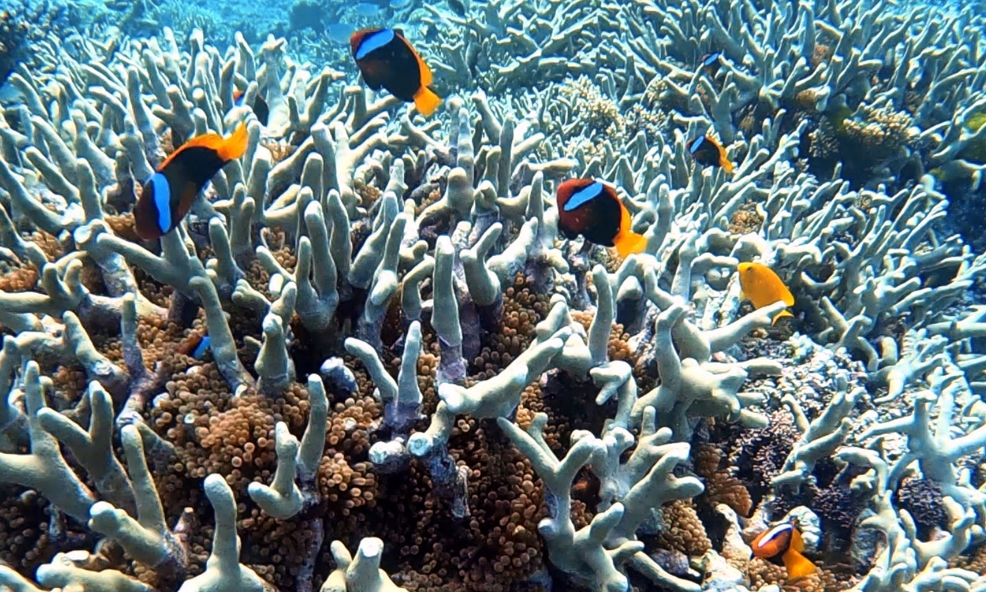 The Ribbon Reefs – Empty Nest Diver