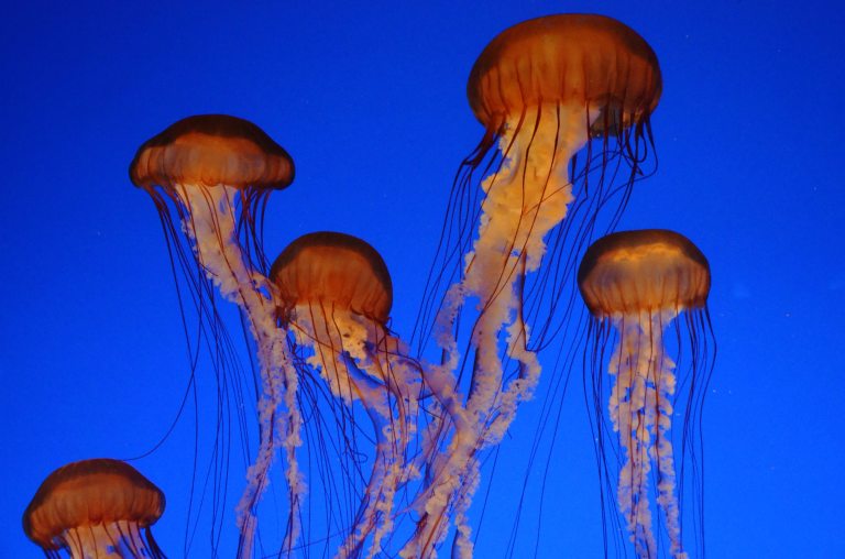 5 Steps for a Controlled Descent – Empty Nest Diver