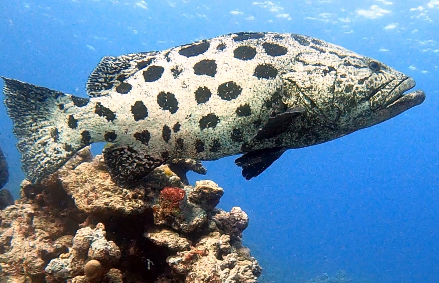 The Cod Hole – Empty Nest Diver