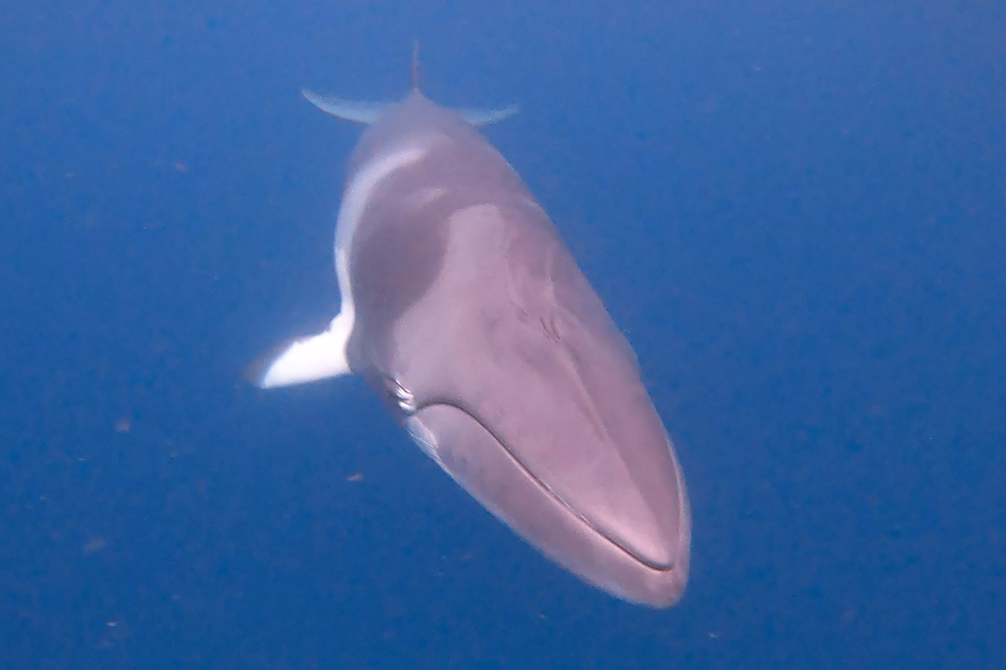 The Dwarf Minke Whales are on the Ribbon Reefs Great Barrier Reef ...