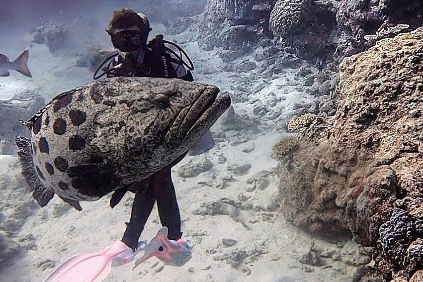 The Cod Hole – Empty Nest Diver