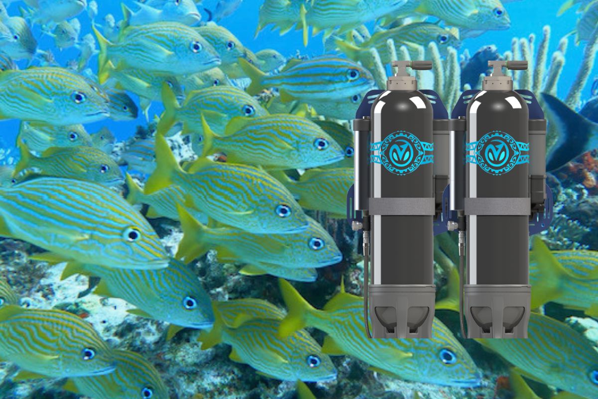 Avelo! Improve your Scuba Diving Experience plus Dive in Bonaire ...