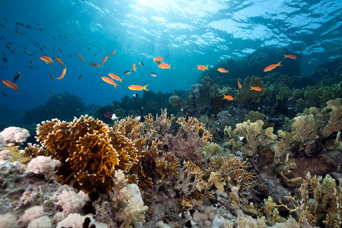 12 Ways Scuba Diving Inspires a Healthy Lifestyle – Empty Nest Diver