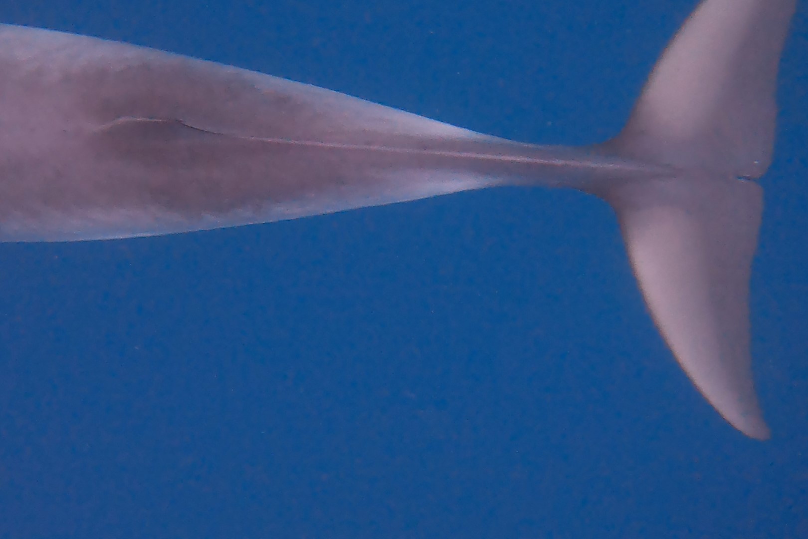 Dwarf Minke Whales and Their Hero Dr. Alastair Birtles Aboard Mike Ball ...
